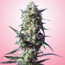 Buy Spliff Gold Strawberry cannabis seeds at Magicmushroom.com
